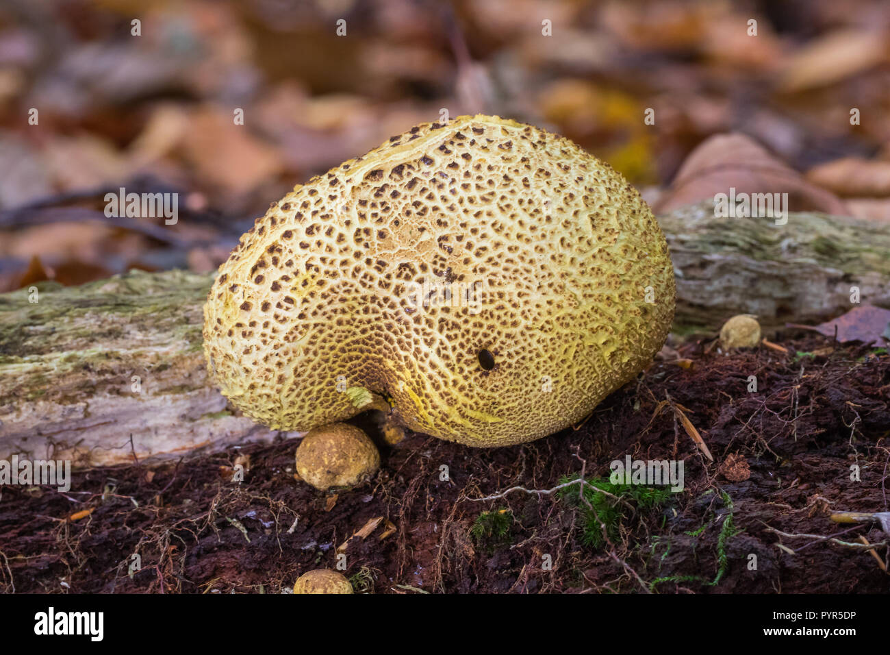 Common Earthball, Scleroderma citrinum Stock Photo - Alamy