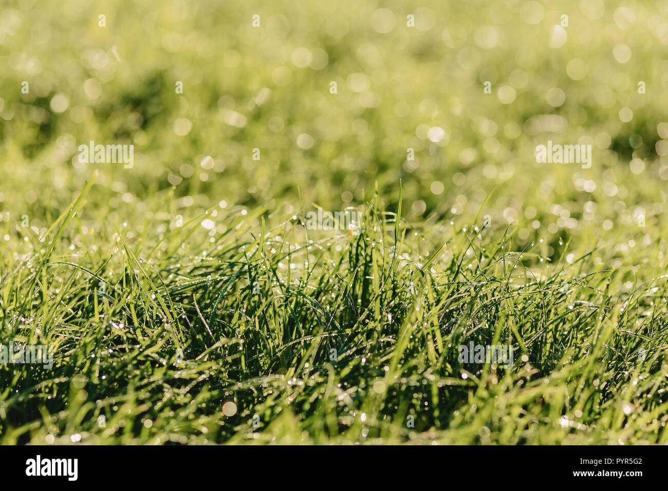 juicy green grass in morning sunshine with water drops natural ...