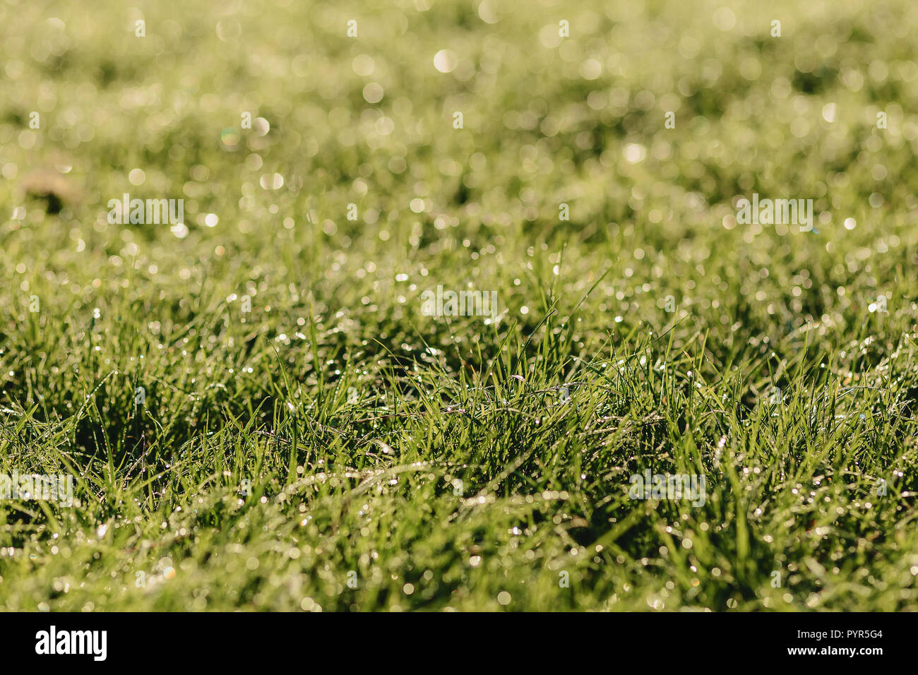juicy green grass in morning sunshine with water drops natural ...