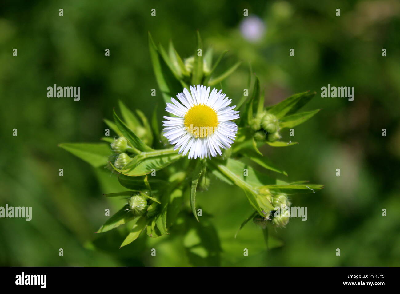 Daisy Fleabane
