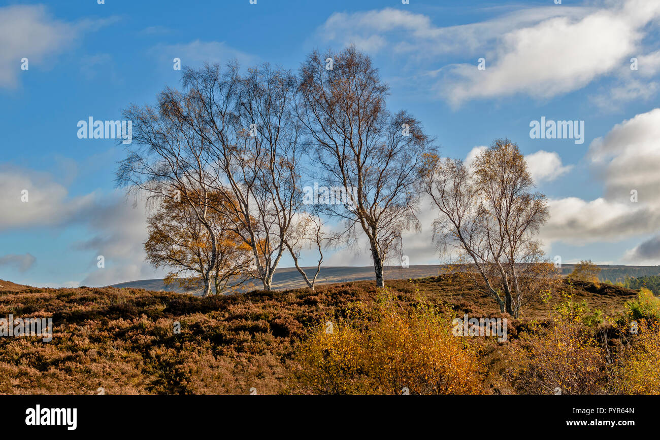 SILVER BIRCH TREES BETULA PENDULA SCOTLAND AGAINST AN AUTUMN SKY Stock ...