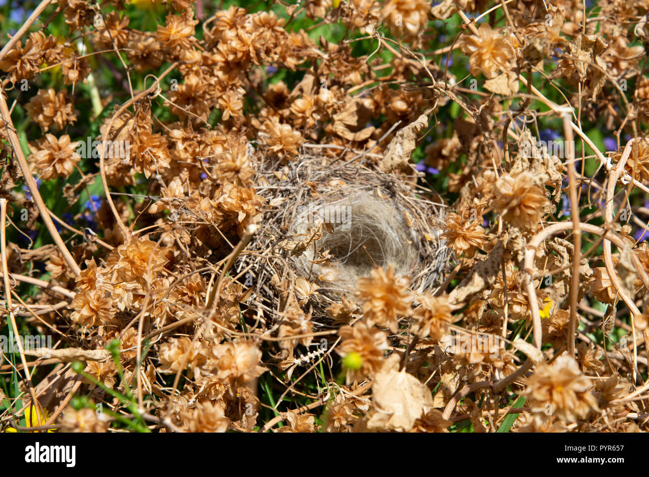 An empty bird's nest in a thicket of hops. Abandoned and empty Stock ...
