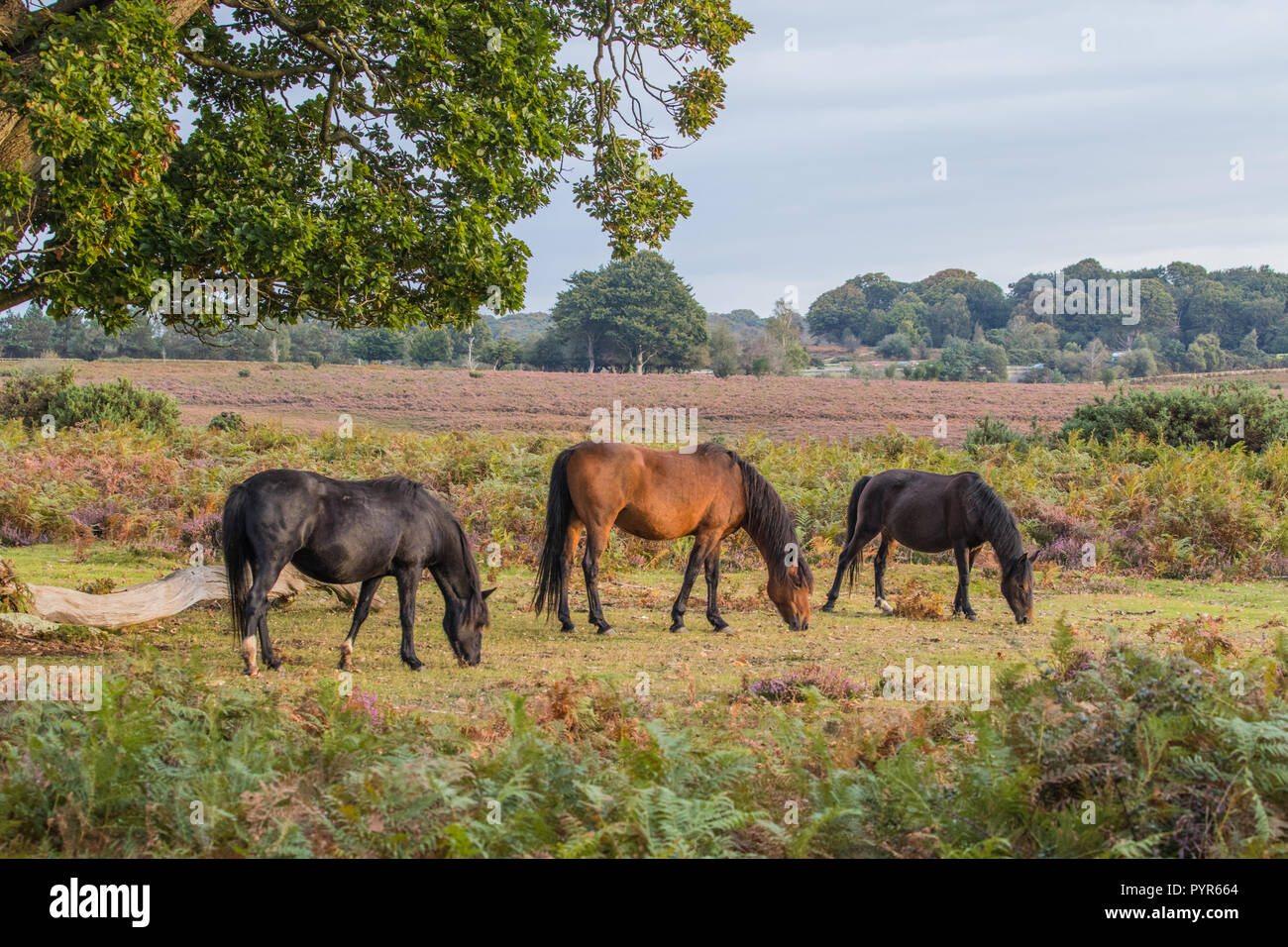 New Forest Pony Stock Photo - Alamy