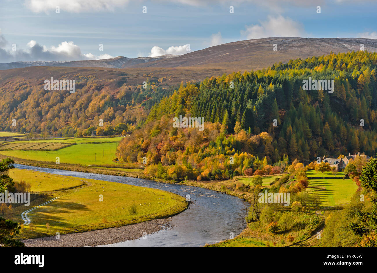SILVER BIRCH TREES BETULA PENDULA SCOTLAND BIRCH TREE WOODLANDS IN ...