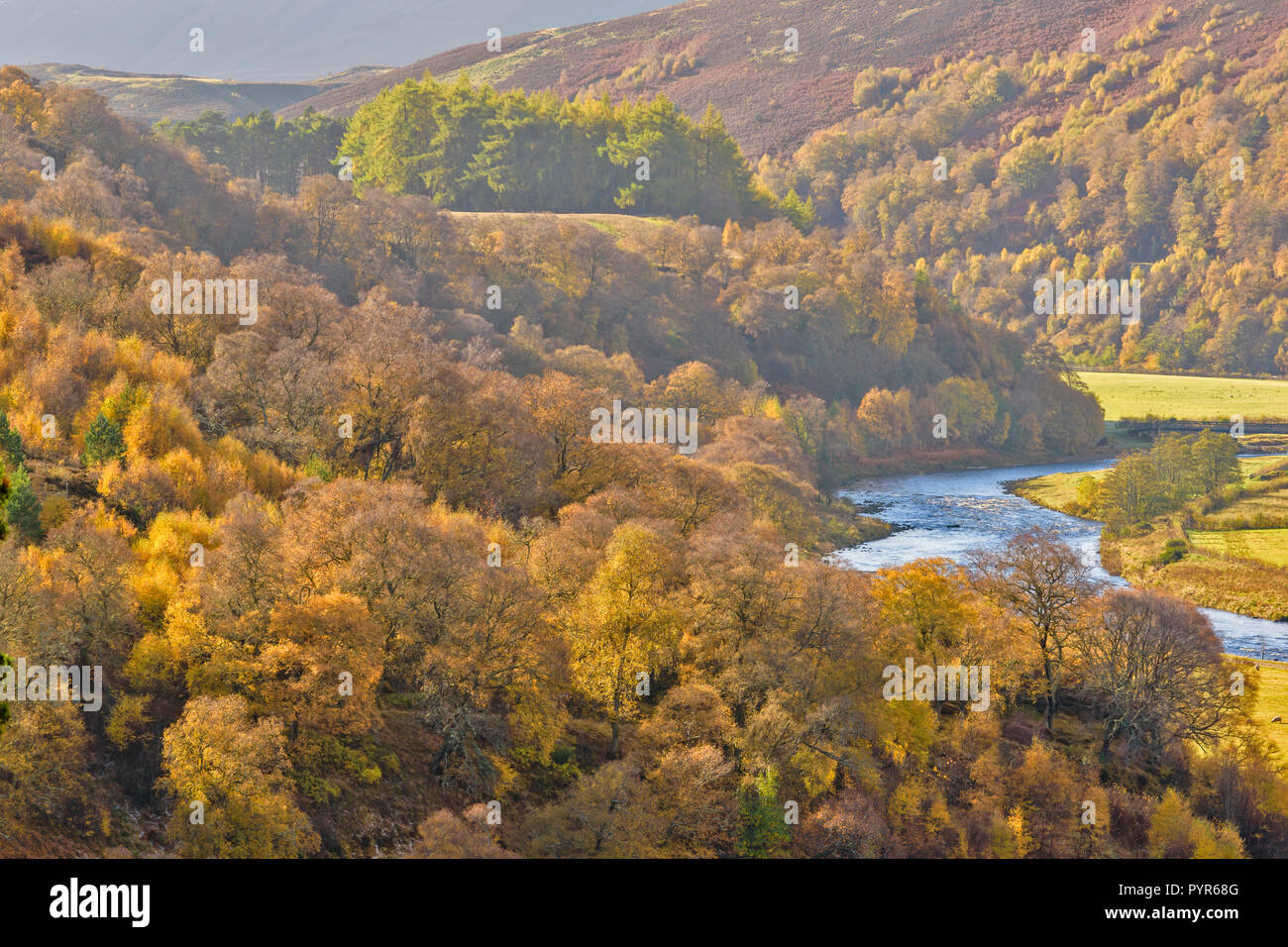SILVER BIRCH TREES BETULA PENDULA SCOTLAND BIRCH TREE WOODLANDS IN ...