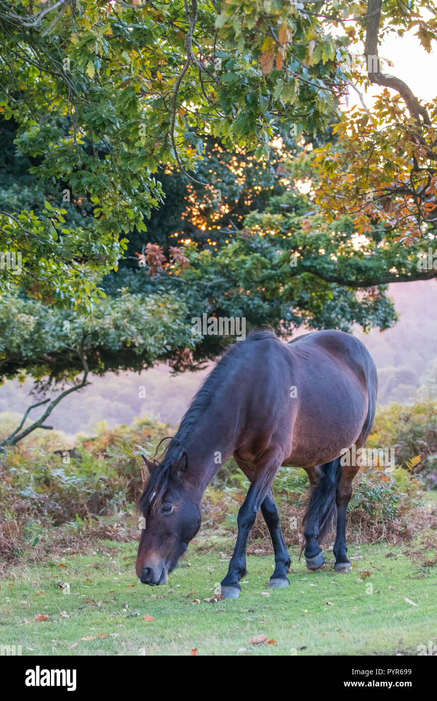 New Forest Pony Stock Photo - Alamy