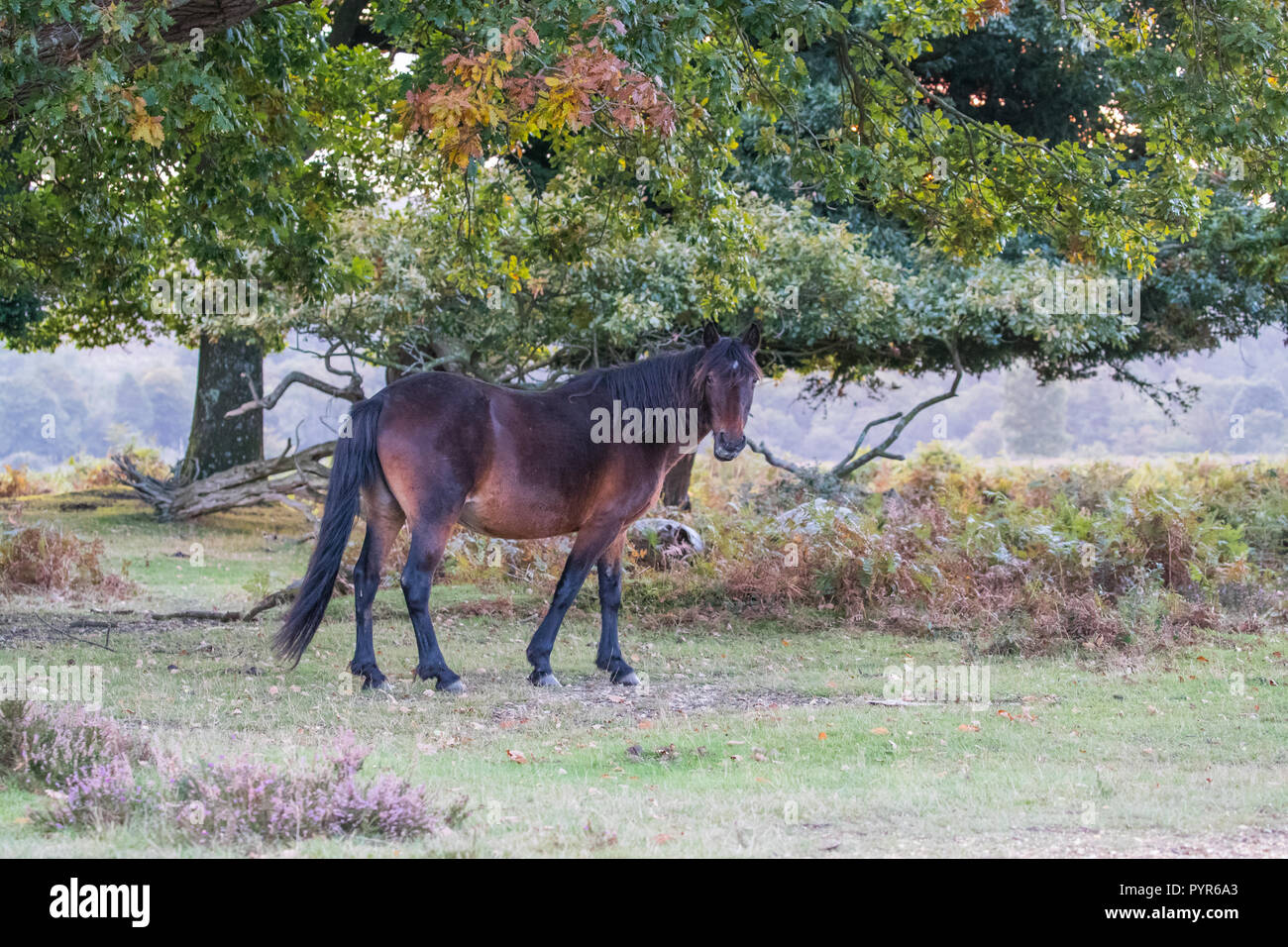 New Forest Pony Stock Photo - Alamy