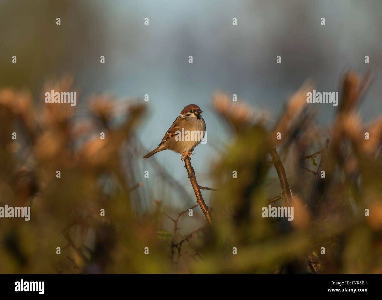 Golden crown sparrow hi-res stock photography and images - Alamy