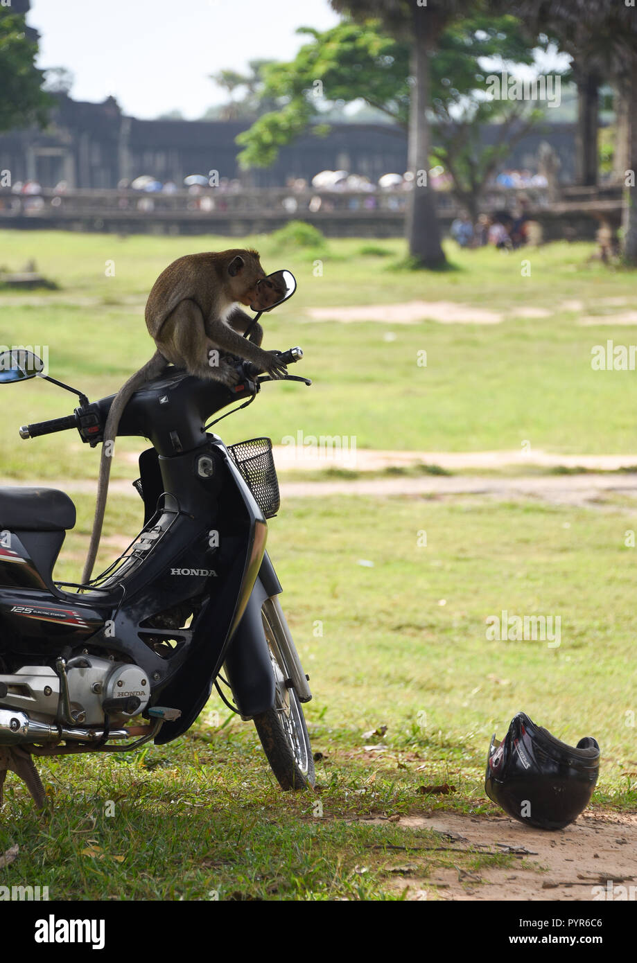 Fine Long Tailed Macaque Monkey at Angkor Wat in Cambodia Stock Photo ...