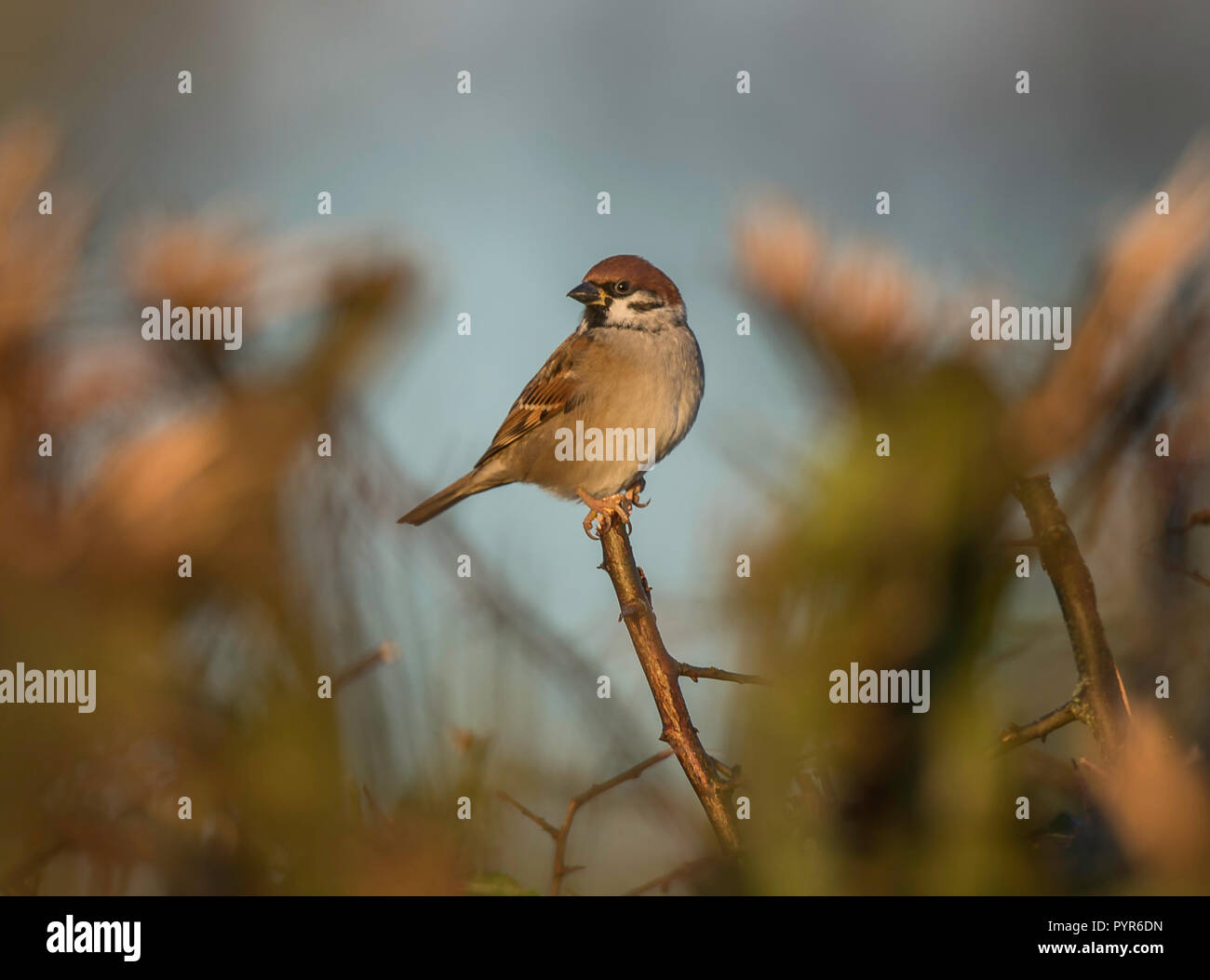 Golden crown sparrow hi-res stock photography and images - Alamy