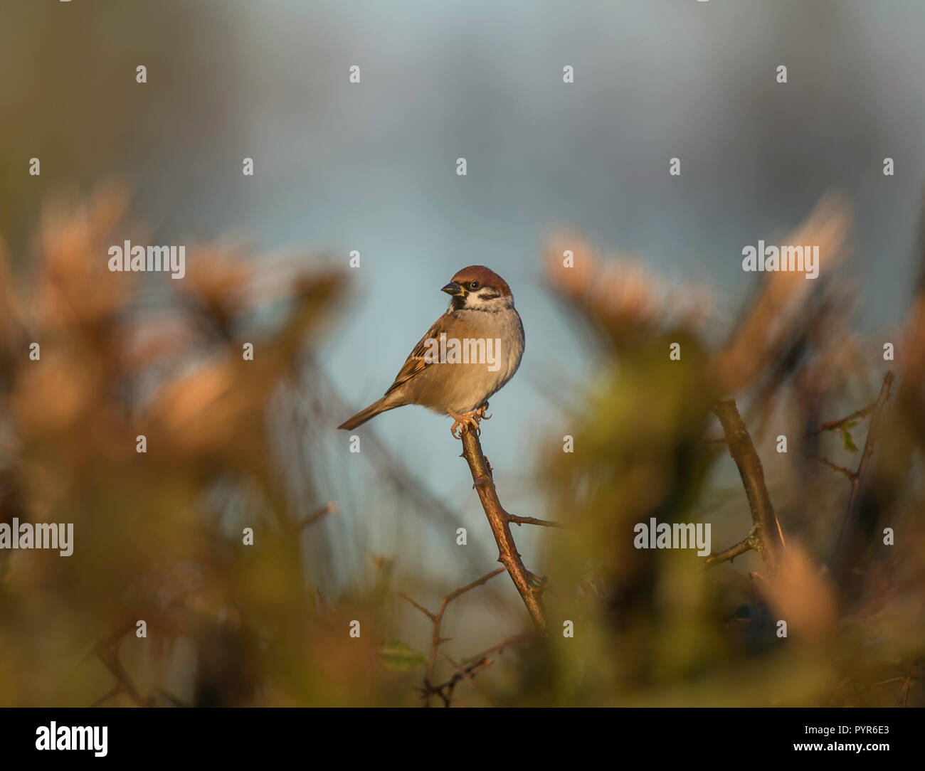 Golden Song Sparrow High Resolution Stock Photography and Images - Alamy