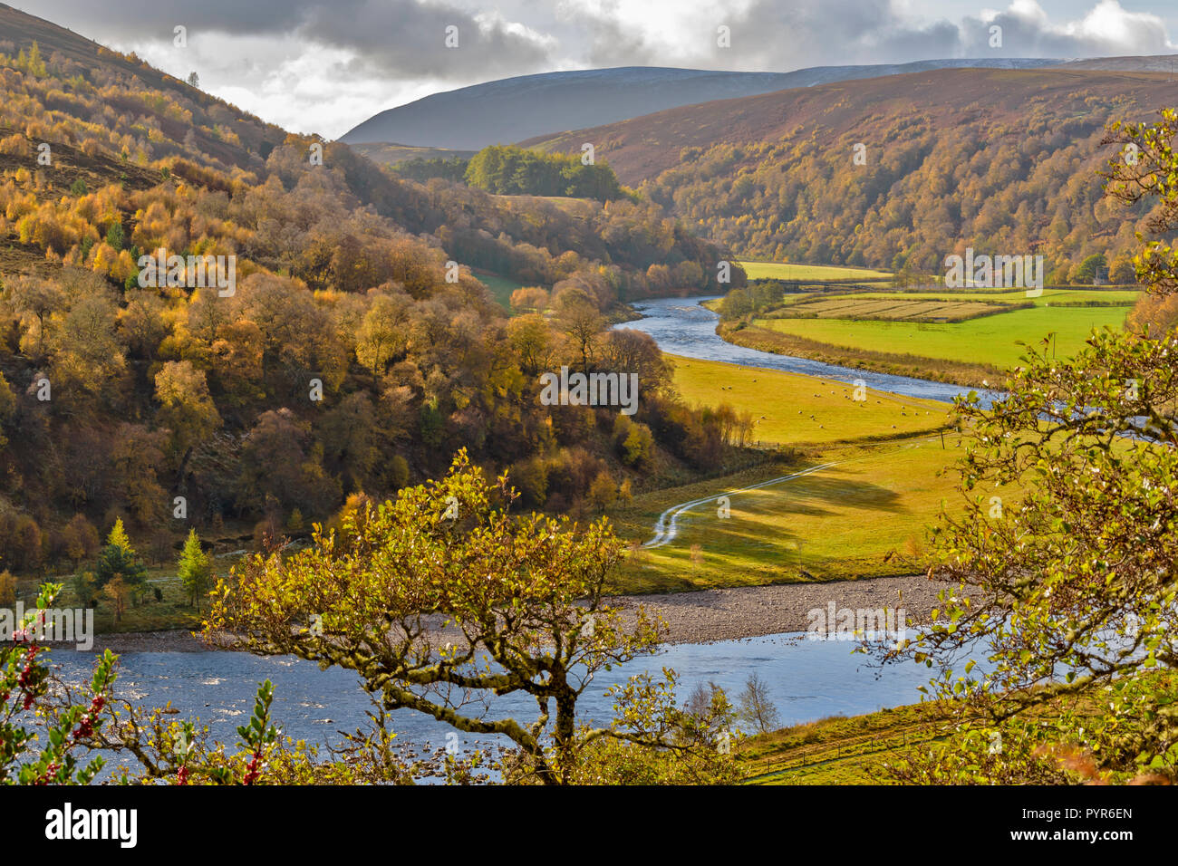SILVER BIRCH TREES BETULA PENDULA SCOTLAND BIRCH TREE WOODS IN AUTUMN A ...