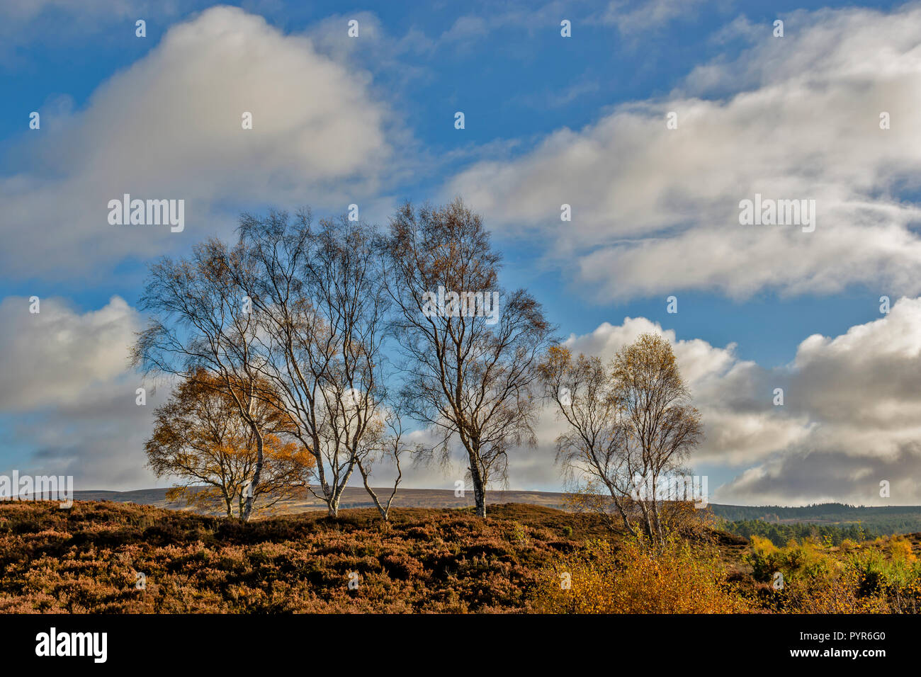 SILVER BIRCH TREES BETULA PENDULA SCOTLAND WITH HEATHER A GROUP OF ...