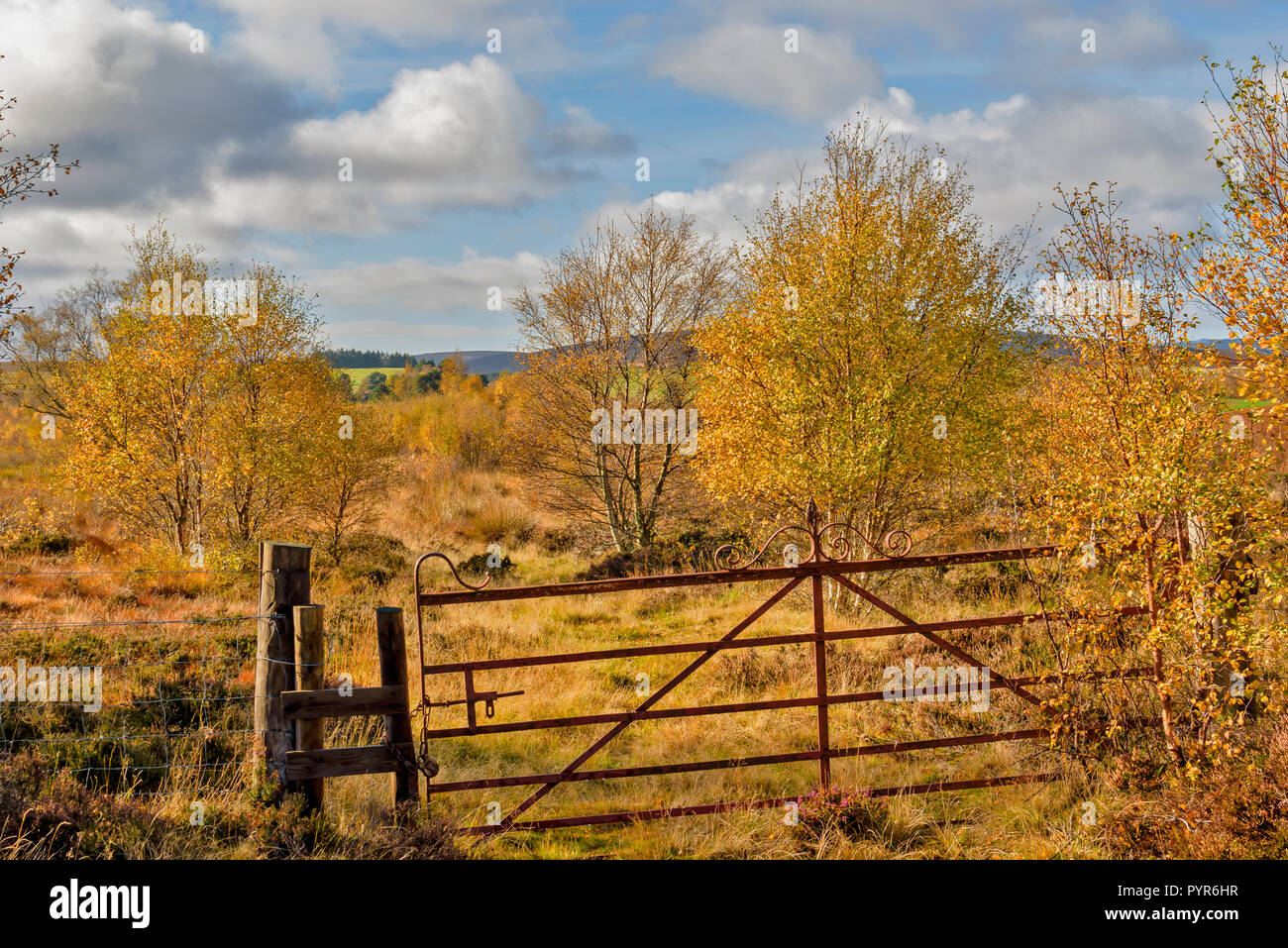 SILVER BIRCH TREES BETULA PENDULA IN AUTUMN BEHIND AN OLD METAL OR ...