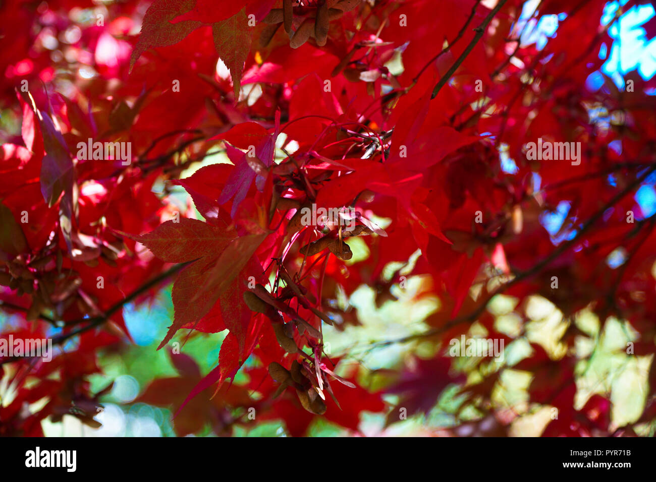 Fall red leaves hi-res stock photography and images - Alamy