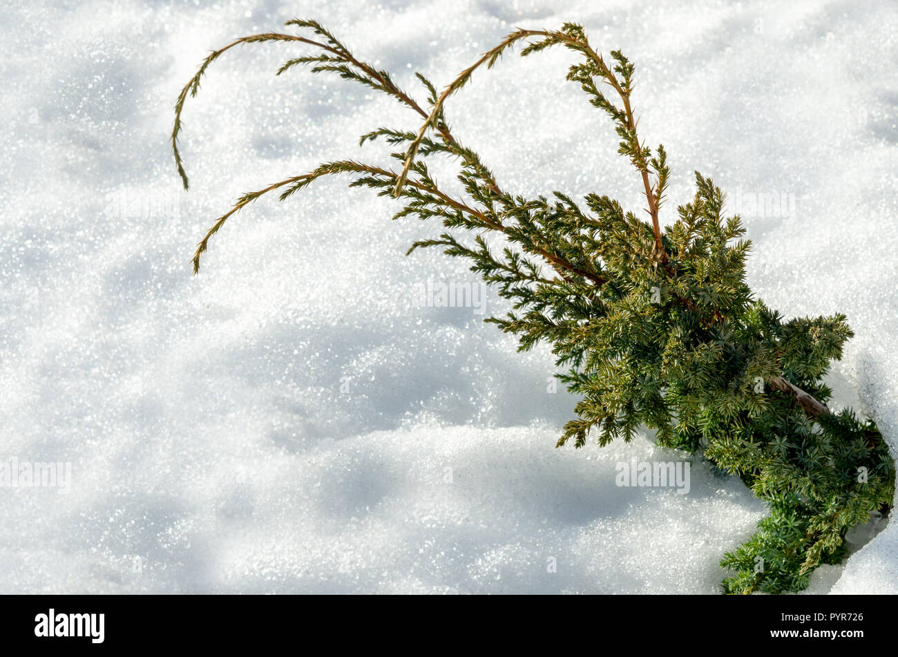 Juniper Bush in deep snow Stock Photo - Alamy