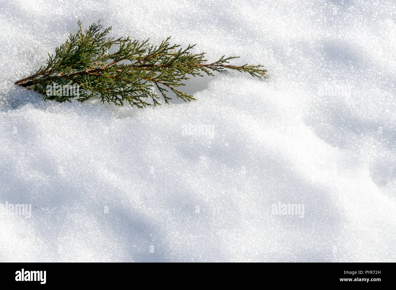 Juniper Bush in deep snow Stock Photo - Alamy