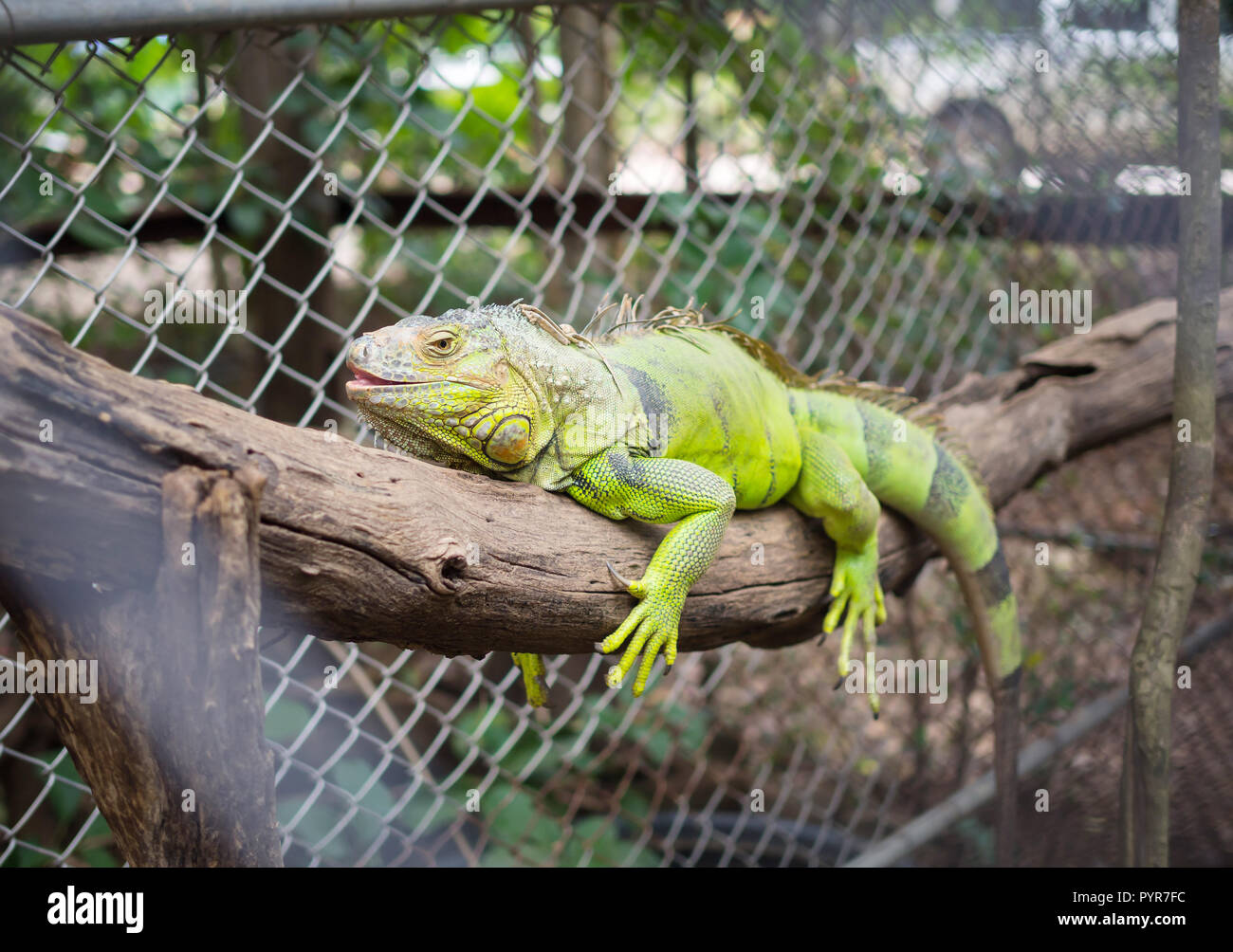 Lizard parietal eye hi-res stock photography and images - Alamy