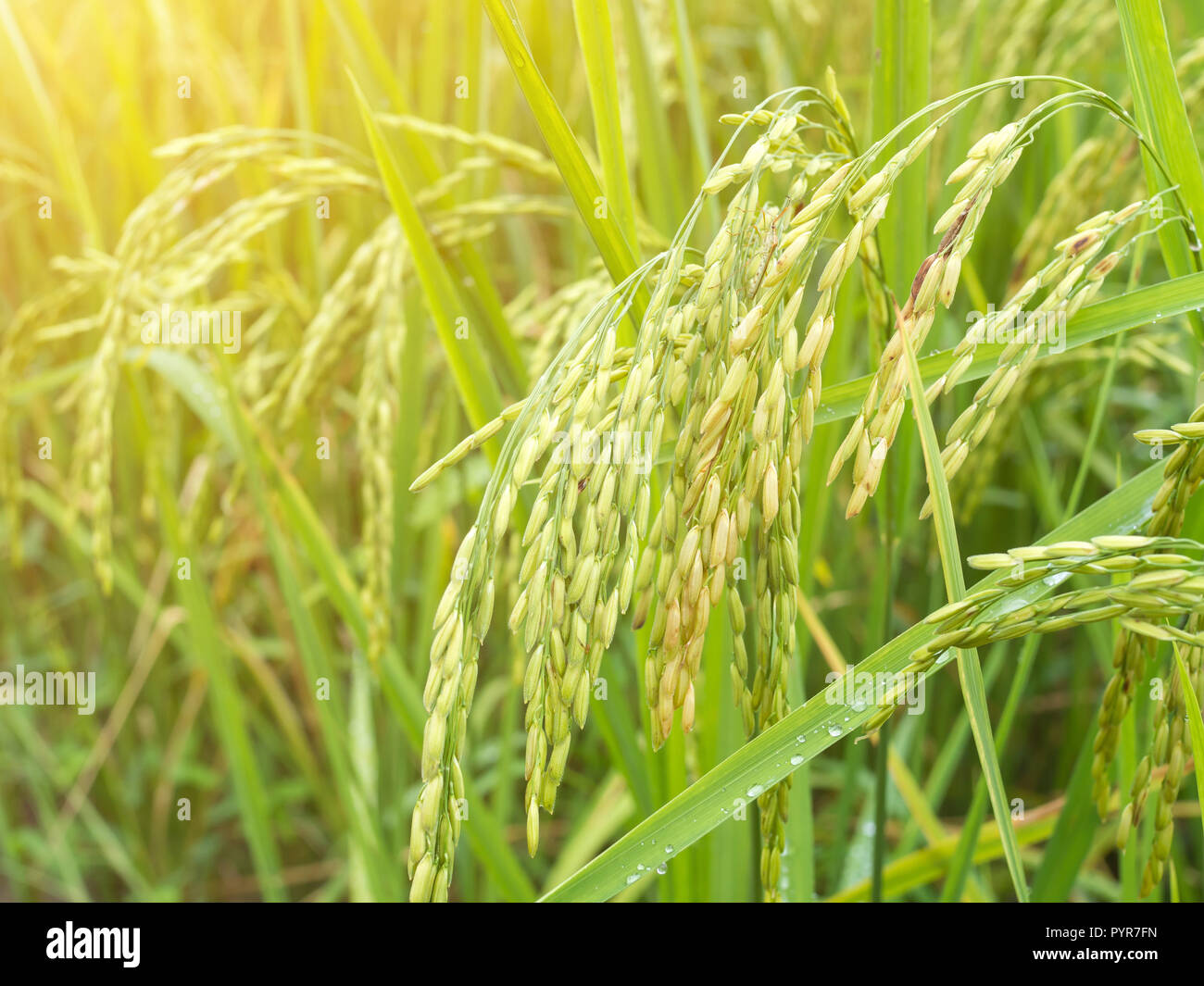 Green paddy rice background. ear of paddy Stock Photo - Alamy