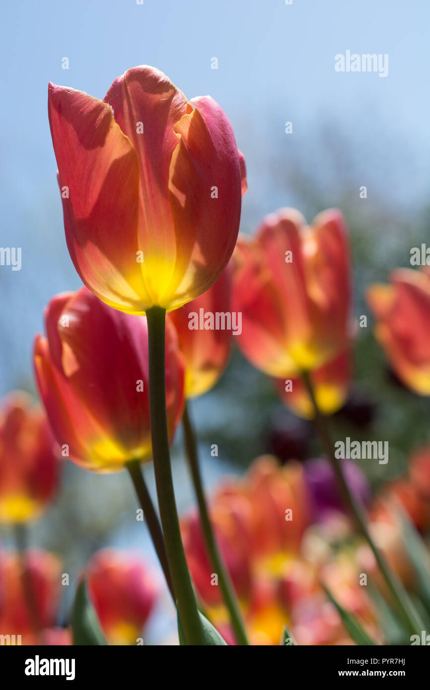 Outstanding colorful tulip flower bloom in the spring garden Stock ...
