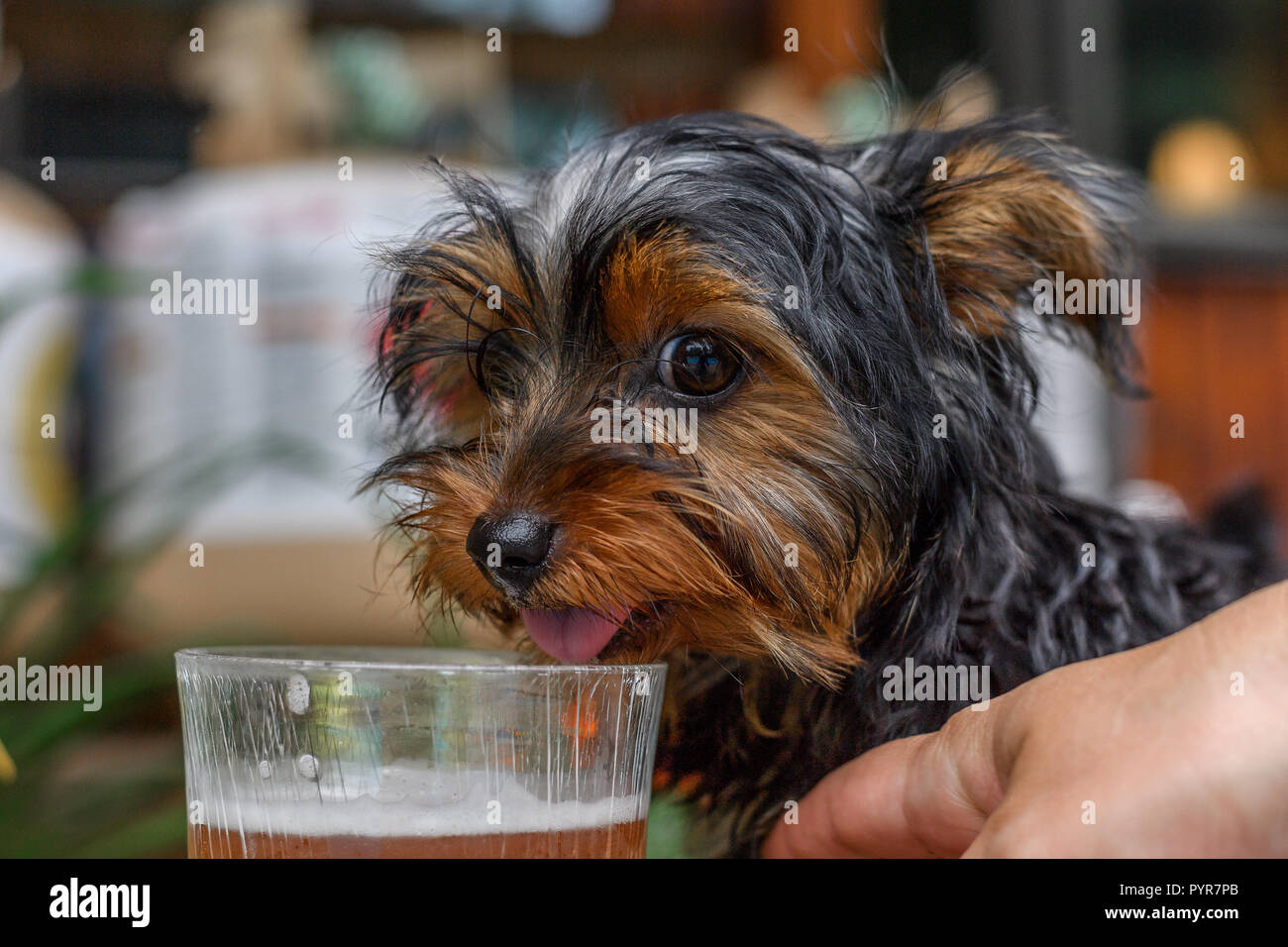Yorkie puppy getting the taste of beer Stock Photo - Alamy