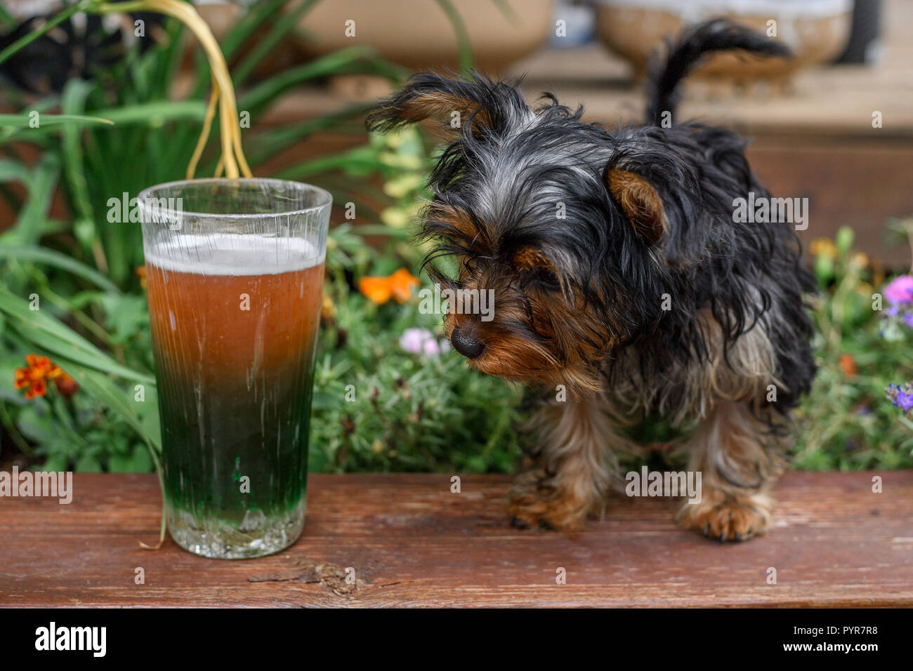 Yorkie puppy getting the taste of beer Stock Photo - Alamy