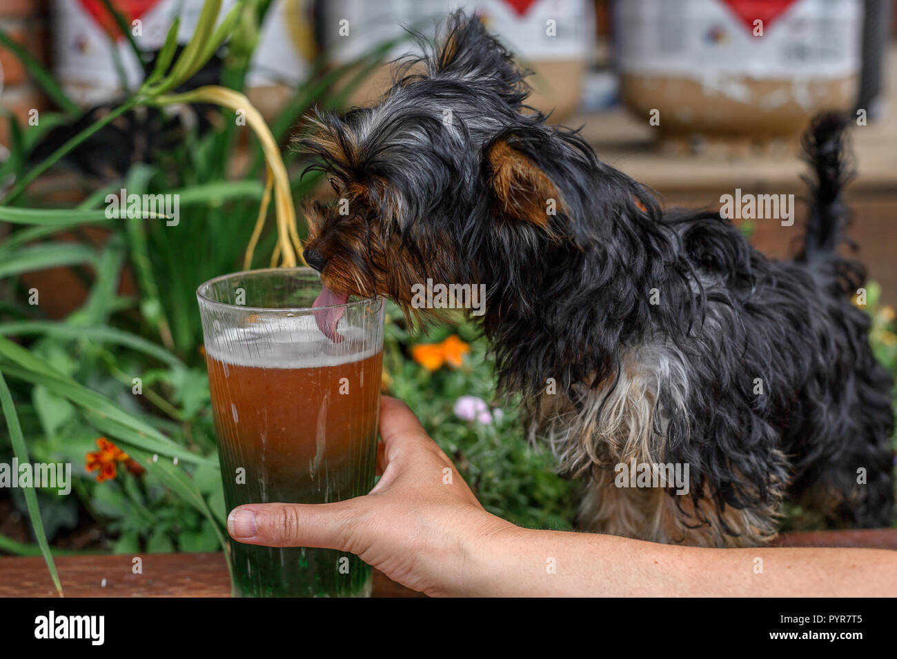 Puppies Drinking Beer