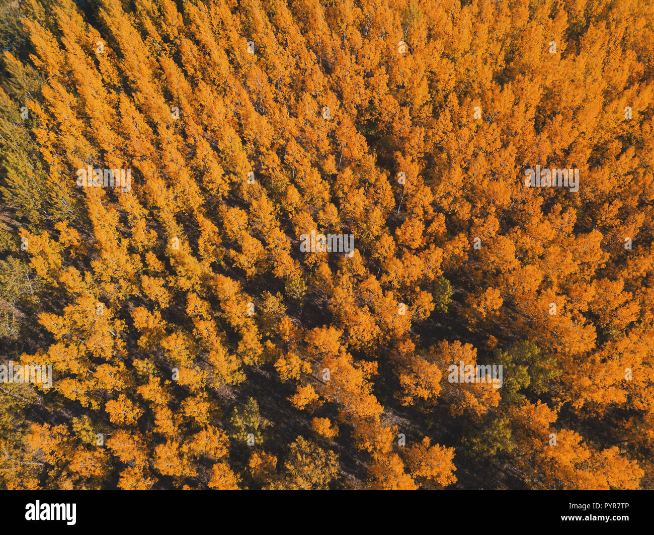 Autumn season forest scenery from drone point of view, beautiful golden ...