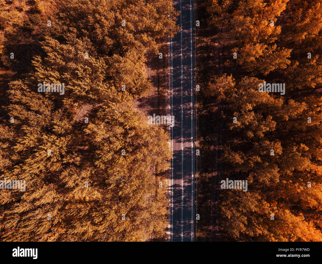 Aerial photography of empty road through autumn forest, top view drone ...