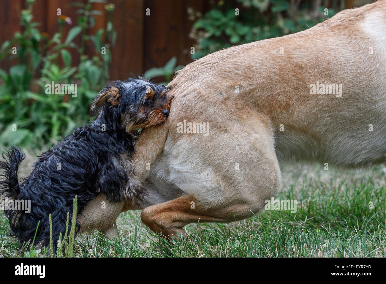 Humping hi-res stock photography and images - Alamy