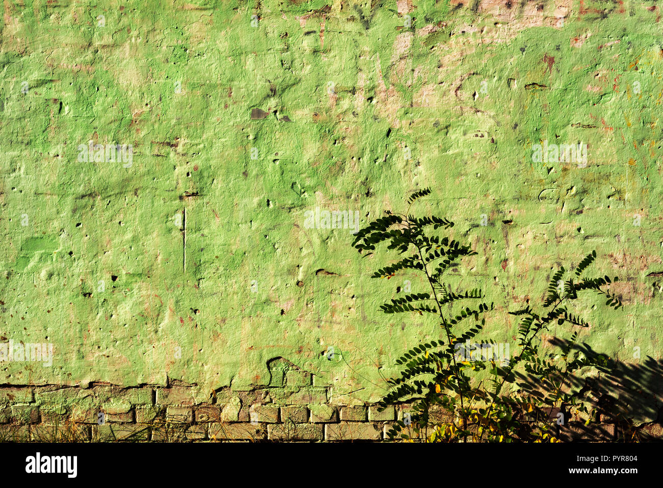 Black locust tree hi-res stock photography and images - Alamy