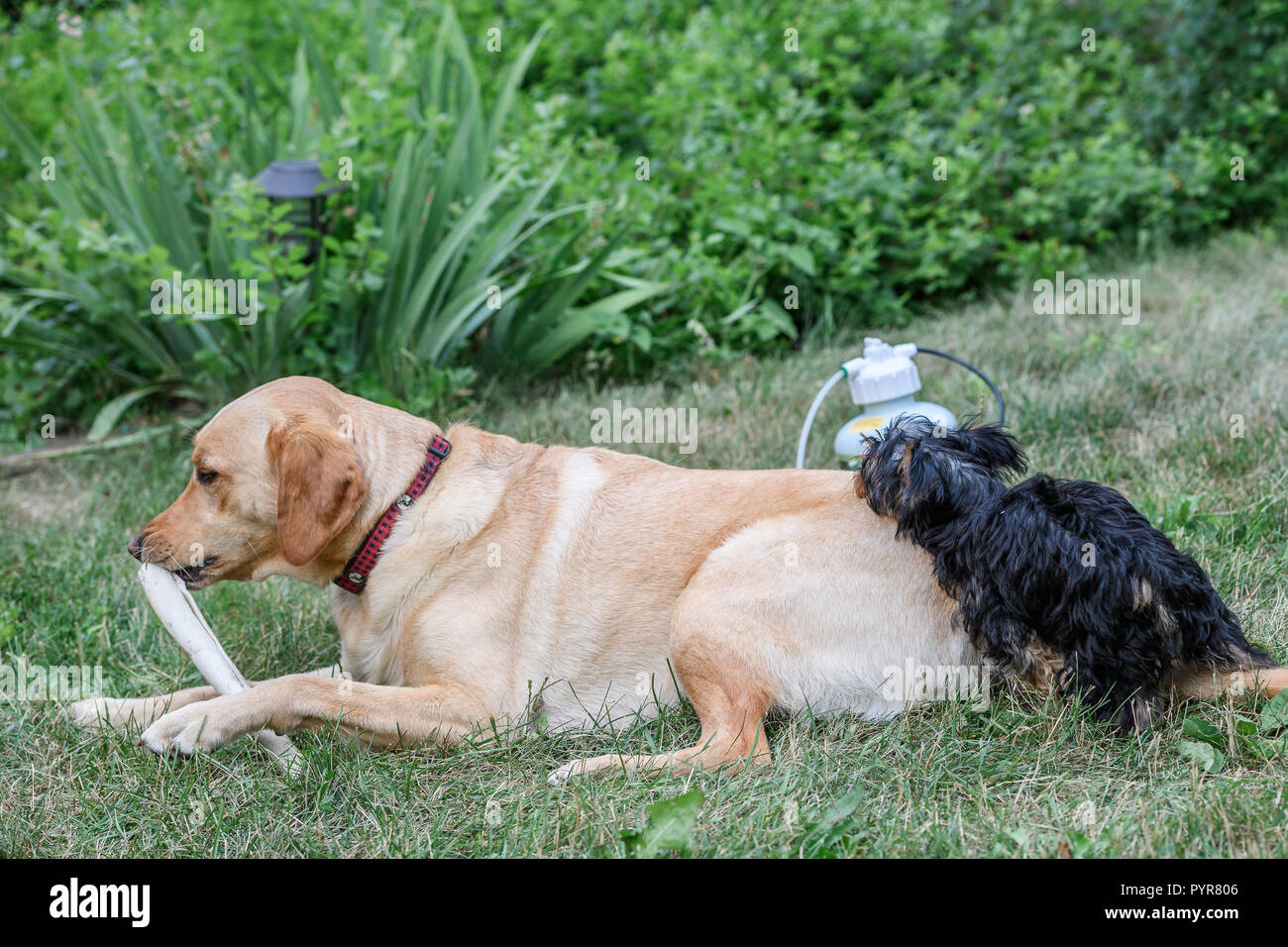 Yorkie being annoying to the yellow lab Stock Photo - Alamy
