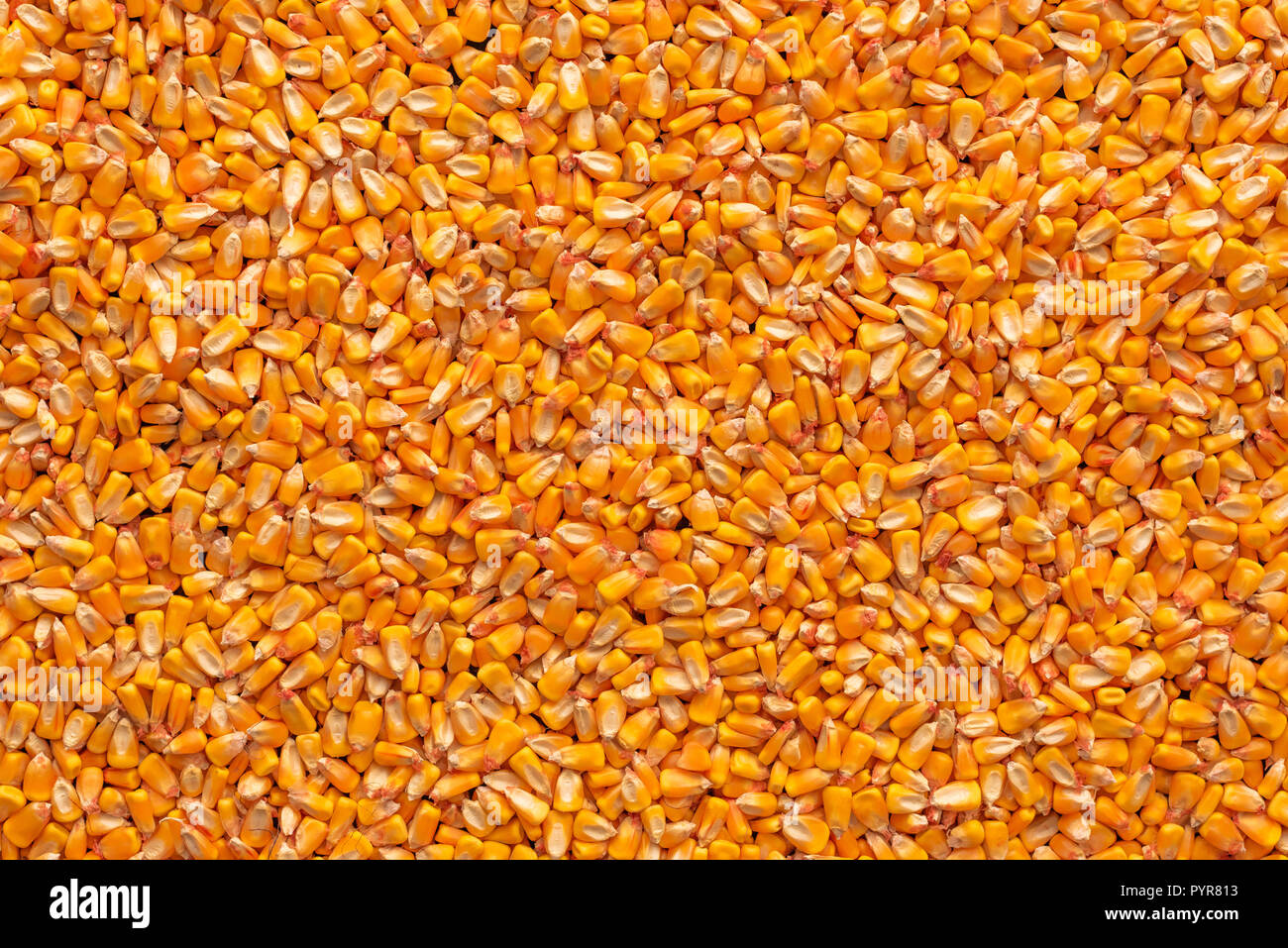 Corn seed kernels heap after harvest, seen from above Stock Photo - Alamy