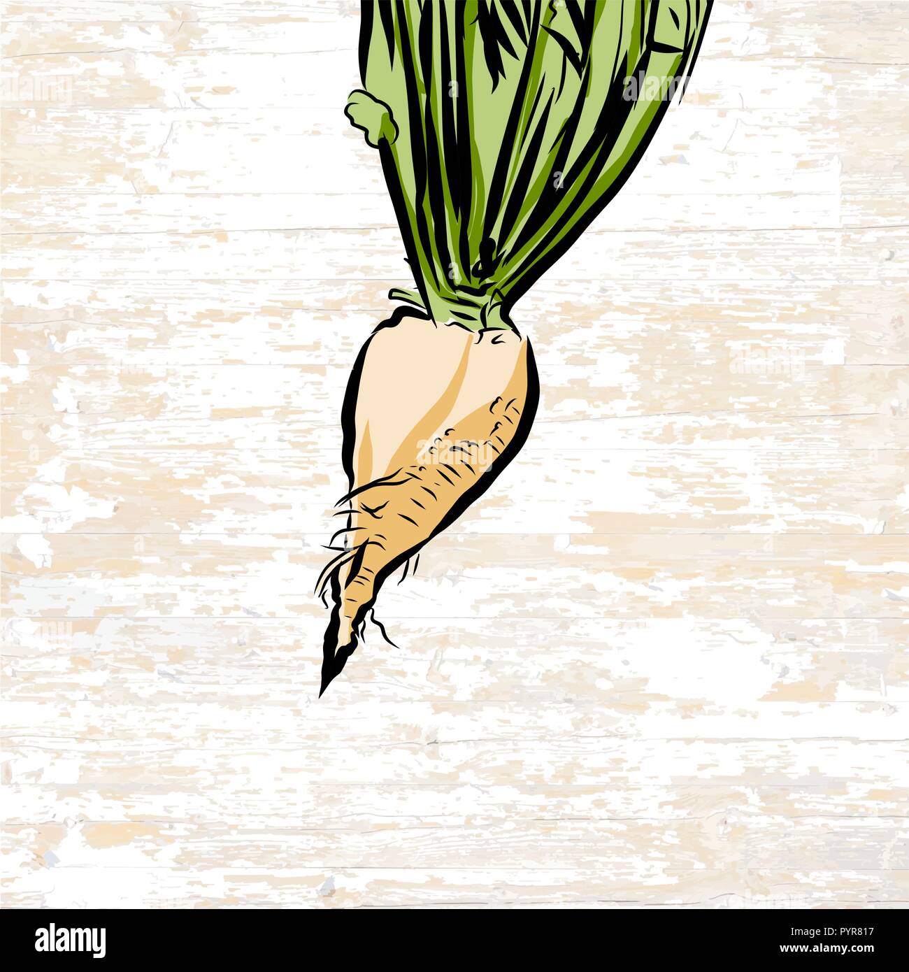 Hand drawn illustration of sugar beet. Vector food drawing Stock Vector ...