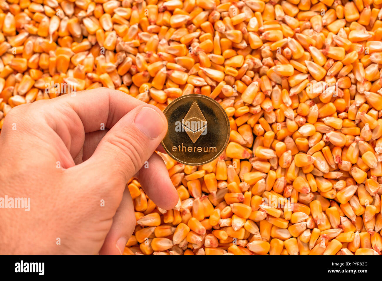 Ethereum coin in hand over corn kernels heap, conceptual image for ...