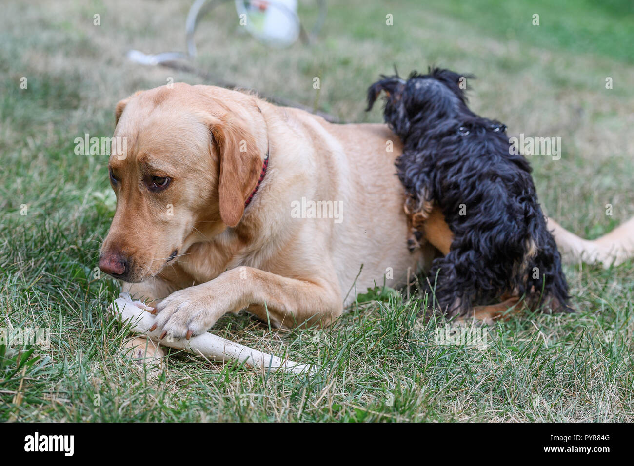 Yorkie being annoying to the yellow lab Stock Photo - Alamy