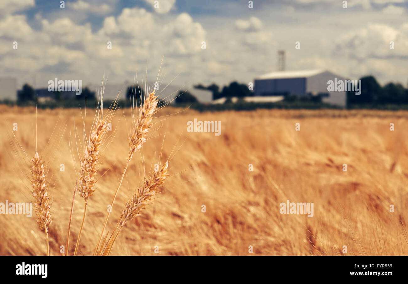 Growing wheat on agricultural farm, cereal plant landscape with farming ...