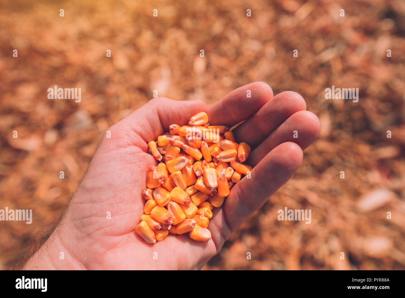 Farmer handful of harvested corn kernels, concept of abundance and ...