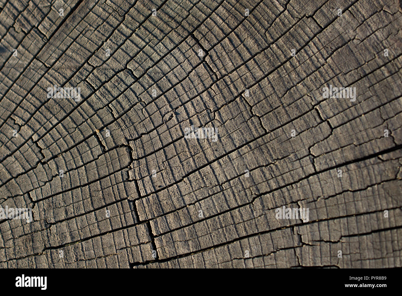 Cut tree stump surface as a background texture Stock Photo - Alamy