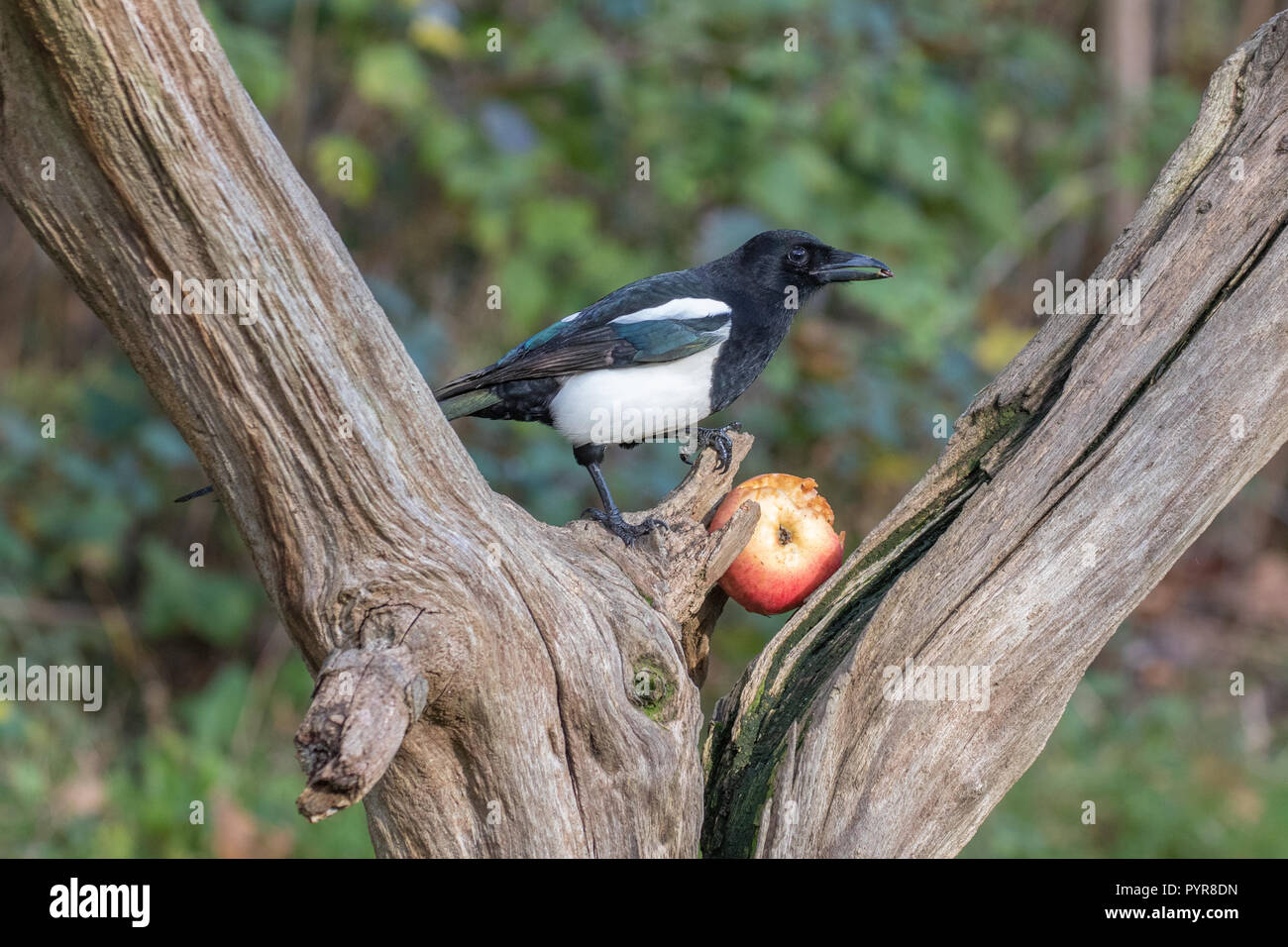 Magpie ( Pica pica ) perched on a tree branch Stock Photo - Alamy