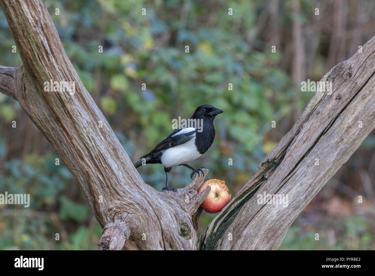 Magpie ( Pica pica ) perched on a tree branch Stock Photo - Alamy