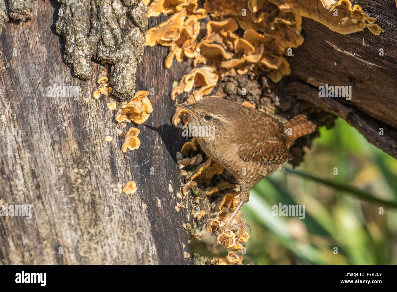Fungi and animals hi-res stock photography and images - Alamy