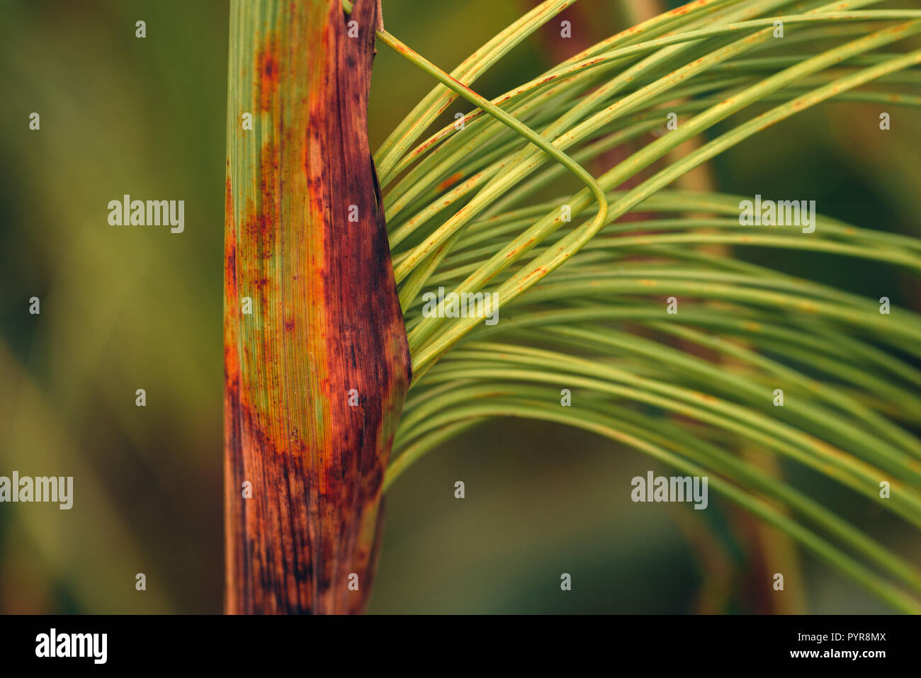 Sorghum bicolor stalk hi-res stock photography and images - Alamy