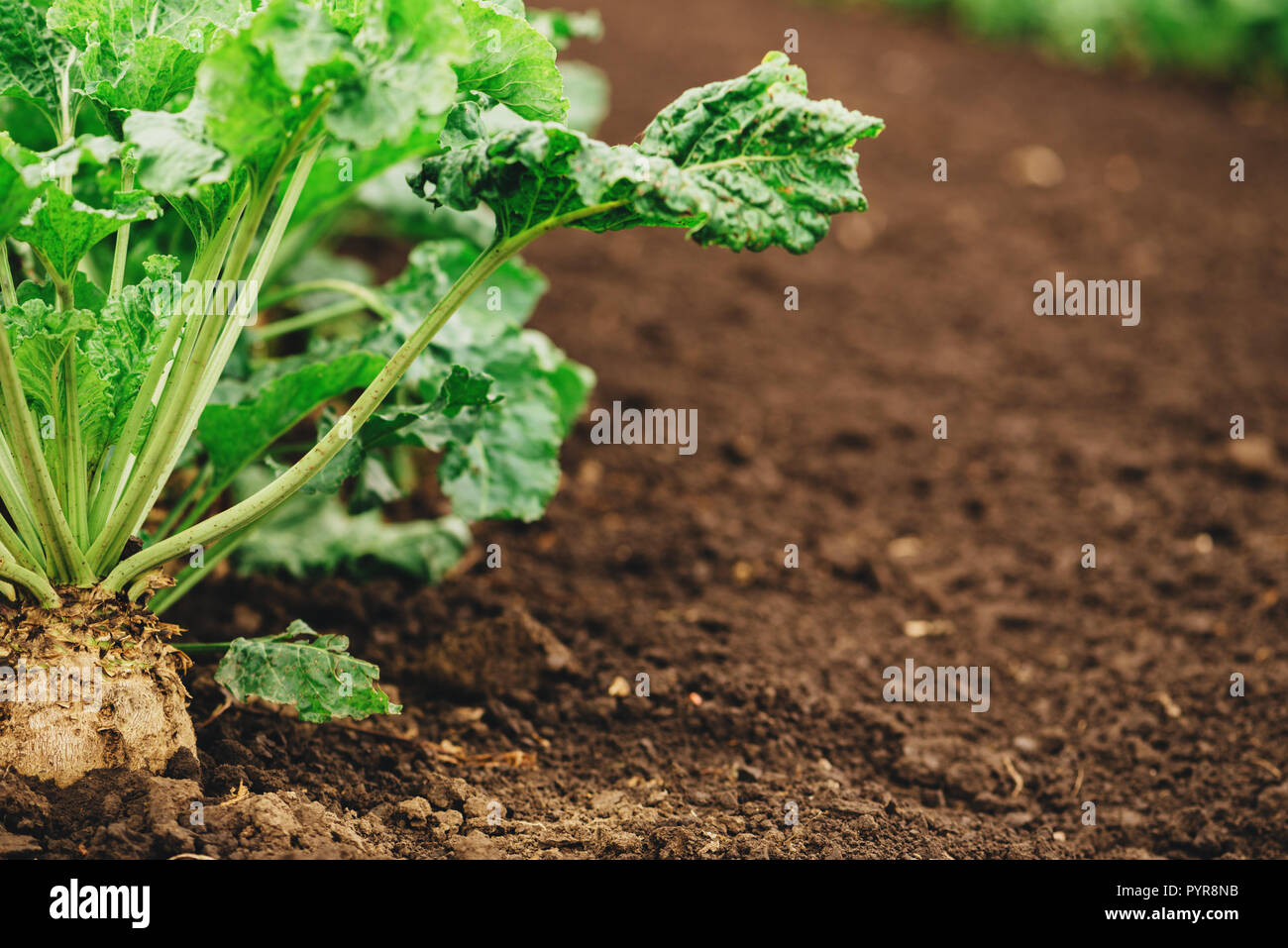 Grow it organically hi-res stock photography and images - Alamy