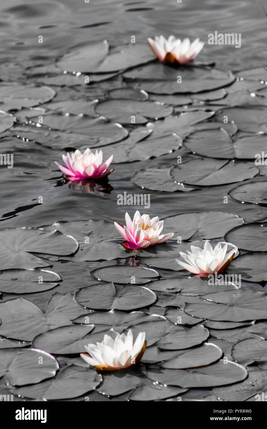Five blooming sea roses in different tones pink Stock Photo - Alamy