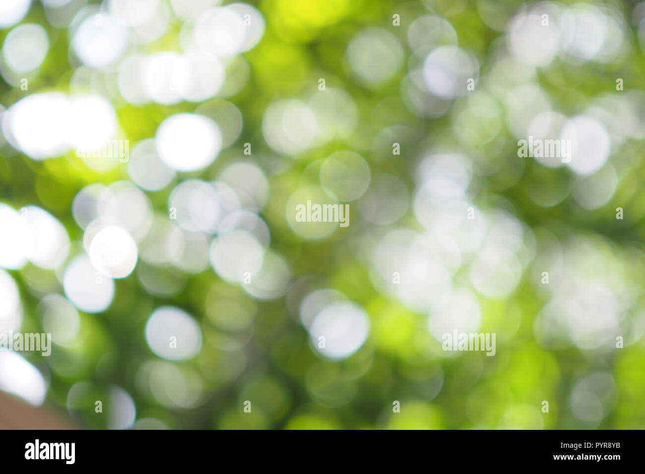 Blurred tree leaves sunlight out hi-res stock photography and images ...