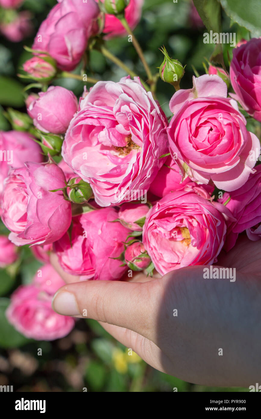 Hand holding some roses in the rose garden Stock Photo - Alamy
