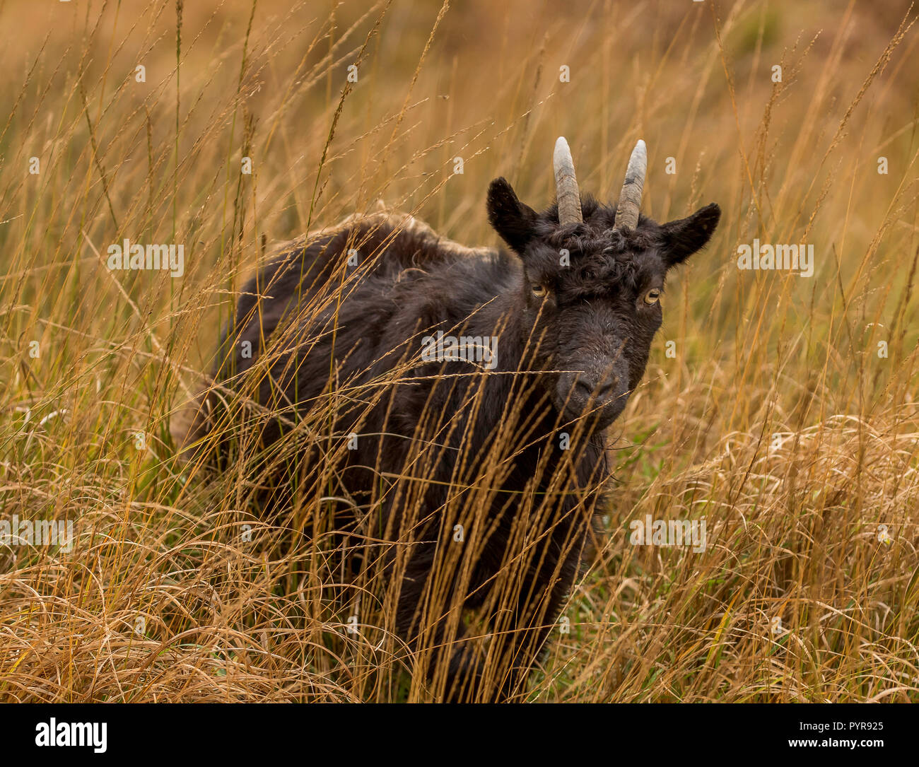 Galloway forest park and goat hi-res stock photography and images - Alamy