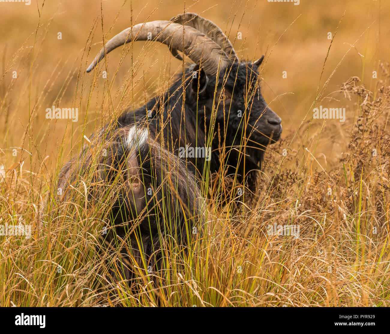 Galloway forest park and goat hi-res stock photography and images - Alamy