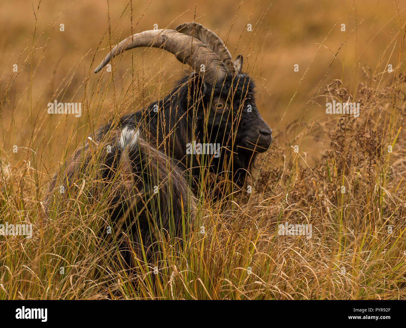 Galloway forest park and goat hi-res stock photography and images - Alamy